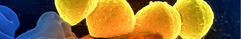 NIBSC - Group A Streptococcus