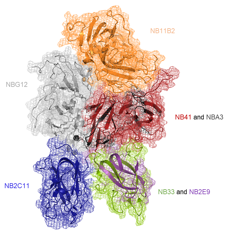 NIBSC - Haemophilia A and Factor VIII