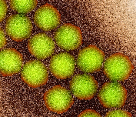 Poliovirus Structure Type 2 Poliovirus Detected In Sierra Leone AYV